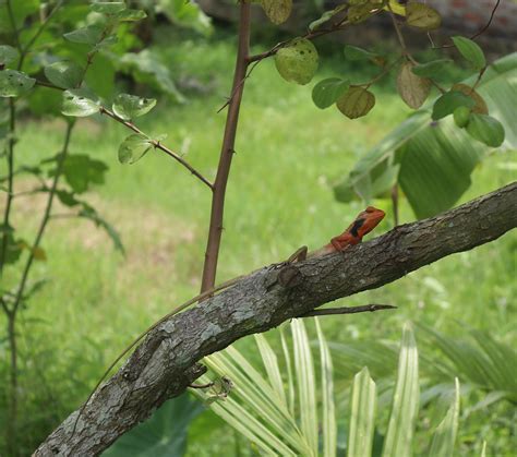 Download Lizard Tree Wildlife Royalty Free Stock Illustration Image