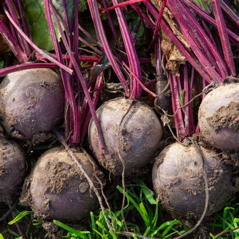 Elsoms Uk Seeds And Innovation Elsoms