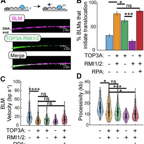 Top3a Rmi12 Complex Promotes Initiation Of Blm Helicase Activity A