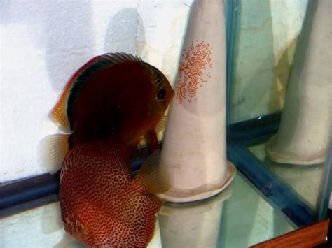 Breeding Basics North American Discus Association