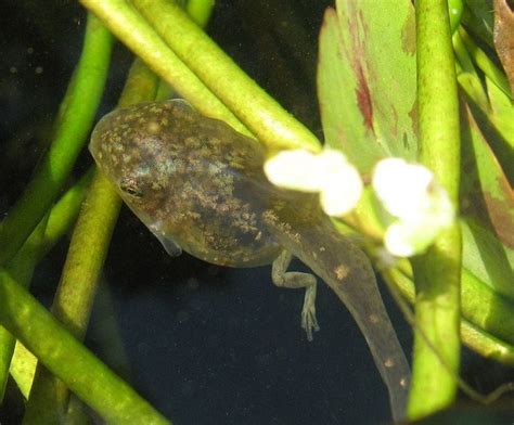 Tadpole To Frog Process