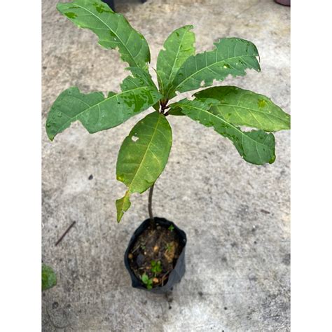 Pokok Putat Pokok Buah Putat Shopee Malaysia