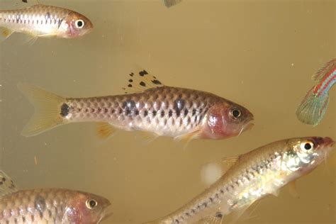 Enteromius Pinnimaculatus From Boumi Louetsi Gabon On October 10 2017
