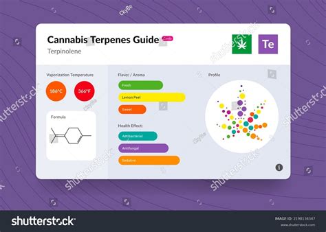 Ui Cannabis Terpene Guide Information Chart Stock Vector Royalty Free