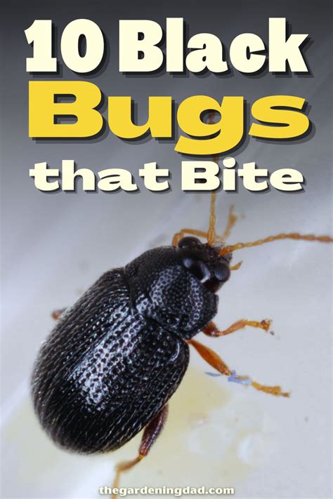 Little Black Bugs That Bite How To Distinguish 10 Bugs That Look Like