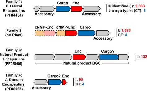 Novel Classification Scheme For Encapsulin Like Operons Shown Are The Download Scientific
