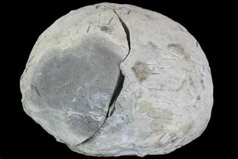 Unprepared Fossil Crab Pulalius In Concretion Washington 101603