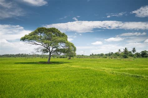 Premium Photo Paddy Fields In Sri Lanka