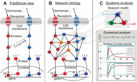 Representations Of Cell Signaling Networks A Traditional Pathway Download Scientific