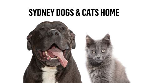 Nsw Police Force Nsw Police Force Recruitment Branch