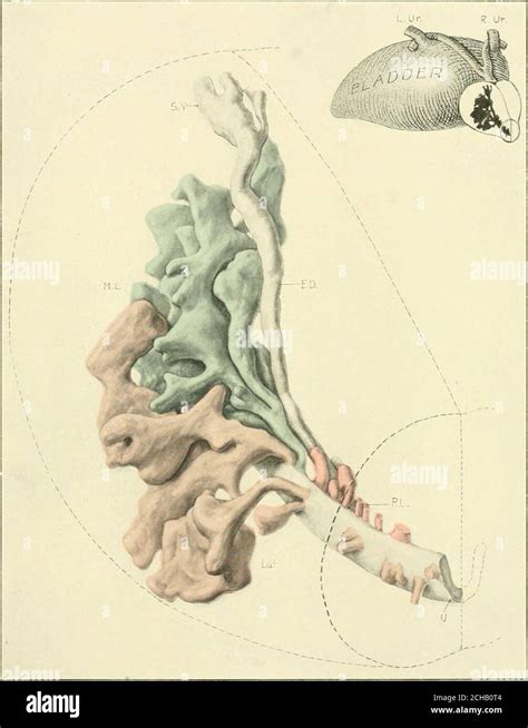 The American Journal Of Anatomy Fig 10 Sagittal View Of A Wax