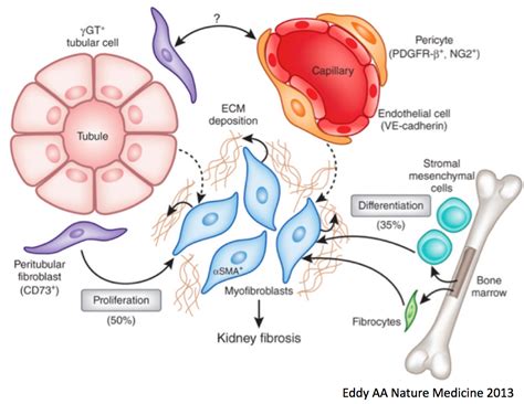 Perivascular Gl1 Cells And Renal Fibrosis — Nephjc