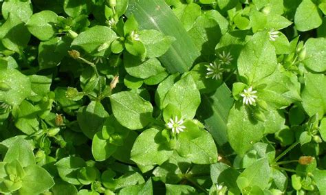 Identification Lawn Common Chickweed 49 Common Garden And Lawn