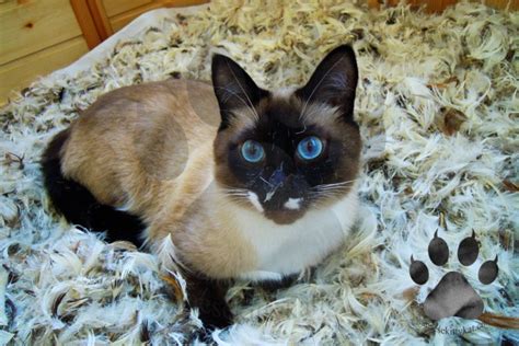 Snowshoe Siamese Cats 13 Must Know Facts