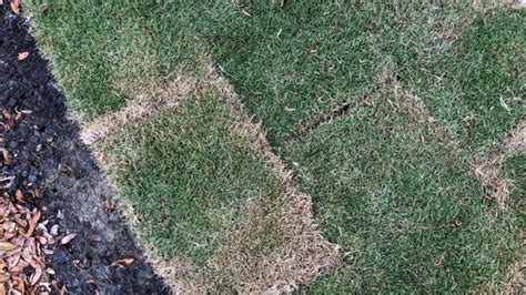 What Does Overwatered Sod Look Like My Heart Lives Here