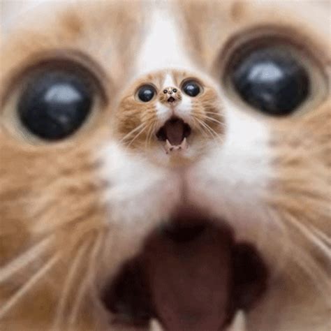 Cats Fucking S Get The Best  On Giphy