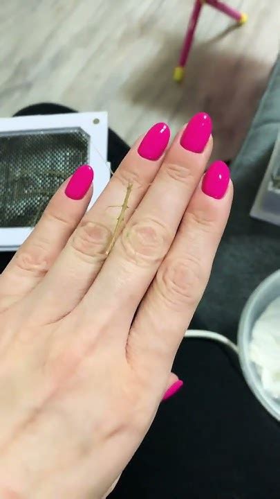 Палочник Youtube