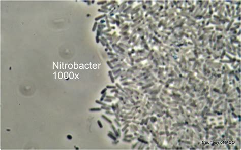What Is Nitrobacter Role Of Nitrobacter… Treatment Plant Operator