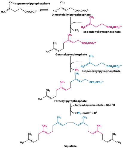 Beta Oxidation How Fatty Acids Are Broken Down Into Acetyl Coa
