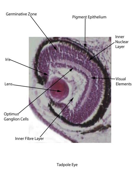 Sections Showing The Development Of The Tadpole