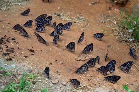 Premium Photo Butterfly Eating Salt Licks On Ground