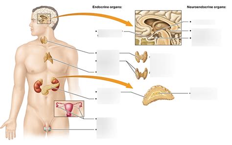 Endocrine System Diagram Quizlet