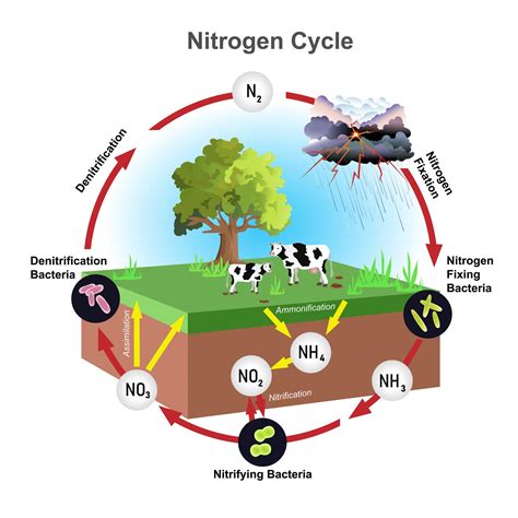 Nitrogen Cycle Steps Process Diagram And Importance