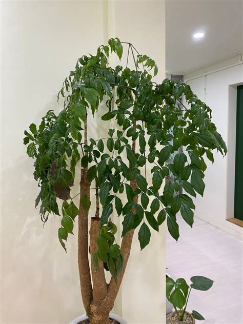 해피트리 잎 쳐짐 지식in