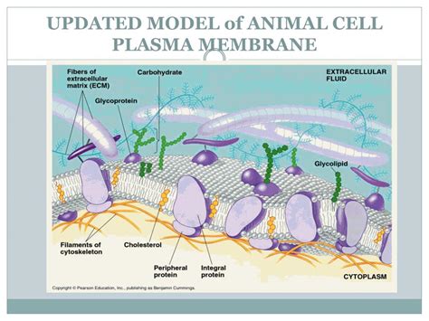 Does Animal Cell Have Plasma Membrane At Veronica Hiatt Blog
