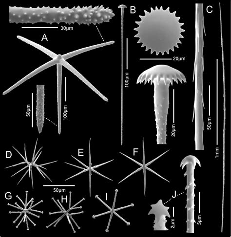 Figure 4 Farrea Aleutiana N In New Glass Sponges Porifera