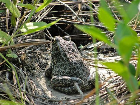A Tale Of Two Frogs The Tough Uphill Battle For Rediscovered Species