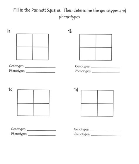 Genotype And Phenotype Punnett Square