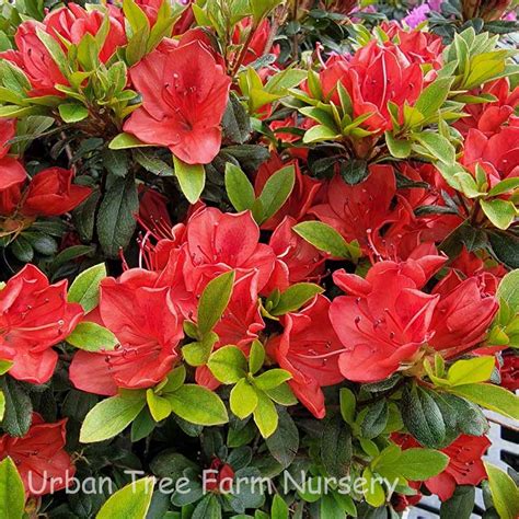 Azalea Fridoline Urban Tree Farm Nursery