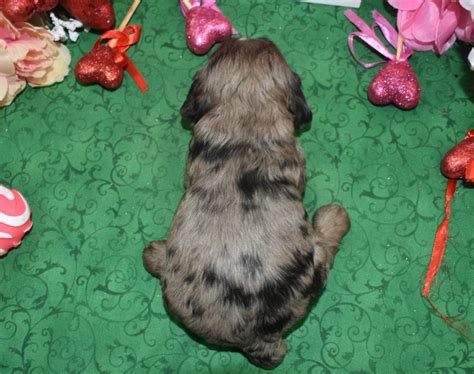Akc Sable Merle American Cocker Spaniel Puppies For Sale Near Colorado Springs Co