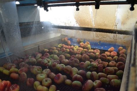 Processing Sorting Grading Sizing And Packing Line For Flat