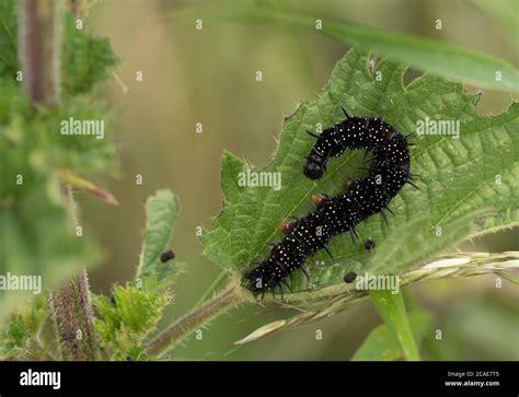 Caterpillar Of Peacock Butterfly Inachis Io Feeding On Stinging Nettles Urtica Dioica In