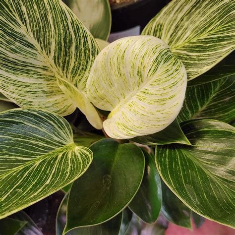 Philodendron Houseplants For Sale Easy Care Plants At Himmels Pasadena