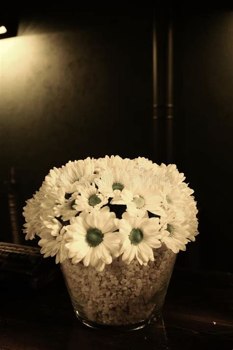 Bunch Of White Daisy Close Up View Stock Image Image Of Stem White