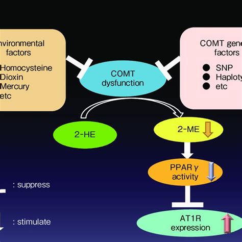 Dysfunction Of Comt Activity And Preeclampsia 10 11 Download