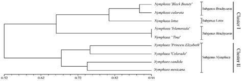 cluster dendrogram of ssr markers of nine waterlily cultivars