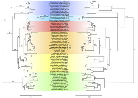 phylogenetic trees of the concatenated coi igr rdna sequence dataset