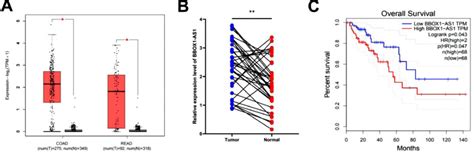 Long Noncoding Rna Bbox1 As1 Increased Radiotherapy Sensitivity In