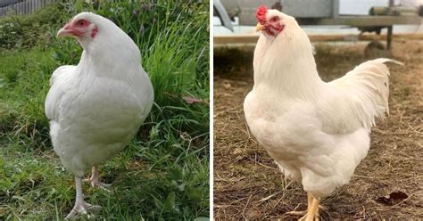 Ixworth Chicken Breed Info Chicken And Chicks Info
