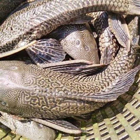 What Are The Small Sucker Fish Called Diy Seattle