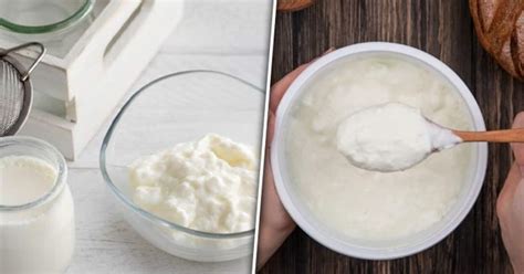 Curd Vs Yogurt Key Differences Between These Dairy Delicacies Asianet Newsable