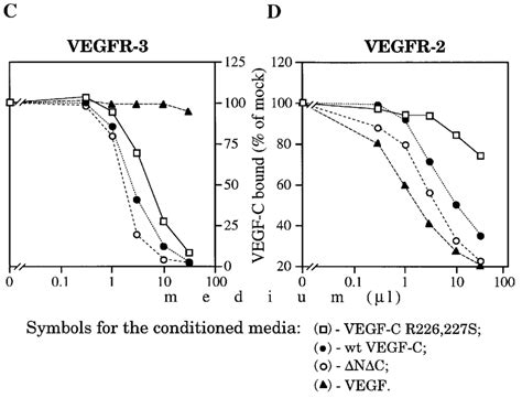 Proteolytic Processing Increases The Ability Of Vegf C To Bind To And