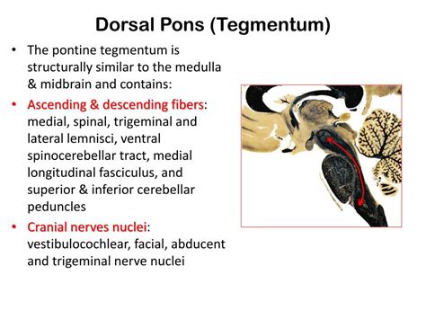 Ppt The Pons Internal Features Powerpoint Presentation Free Download Id3014261