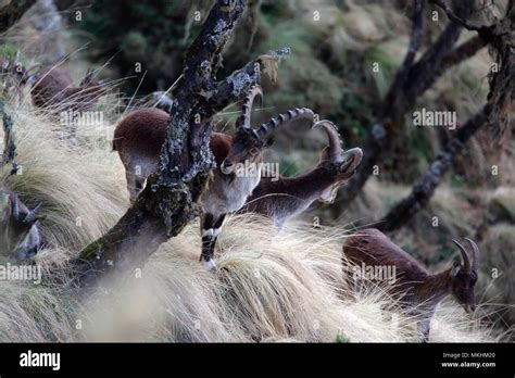 Walia Ibex Capra Wallie Simien Park Chennek Region Ethiopia Stock