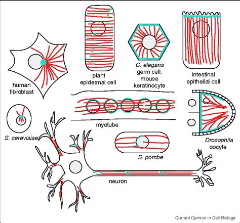 Les Microtubule Definition At Pauline Tomlinson Blog