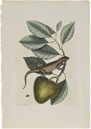 Mark Catesby Sold At Auction On 7th December Brunk Auctions